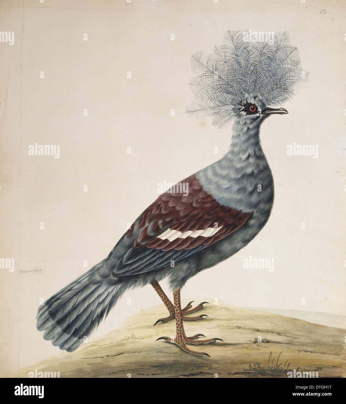 Goura cristata columbidae hi-res stock photography and images - Alamy