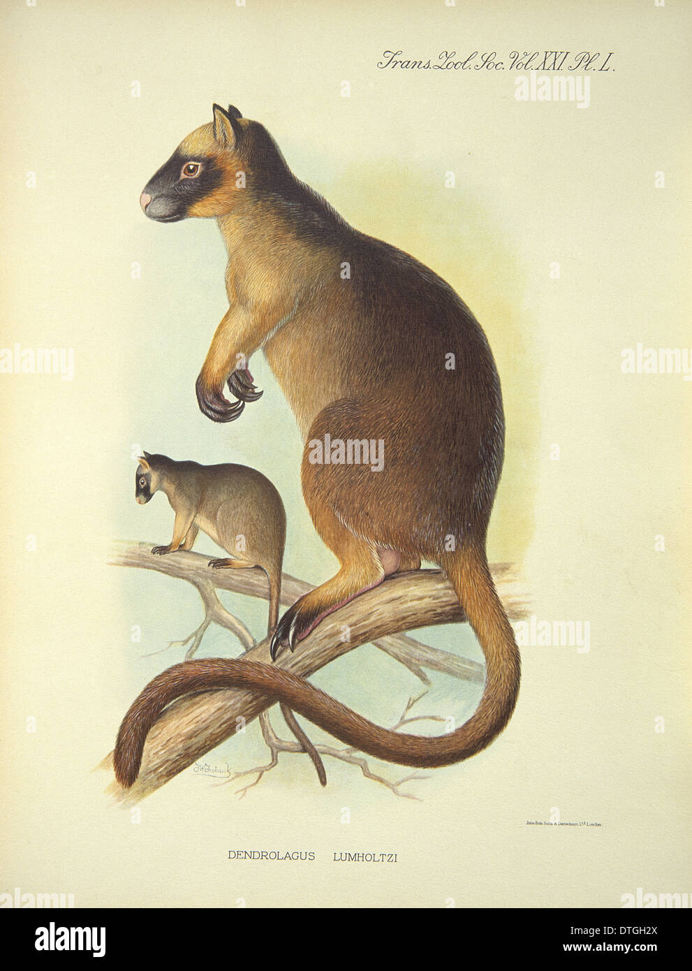 Dendrolagus lumholtzi, Lumholtz's tree kangaroo Stock Photo - Alamy