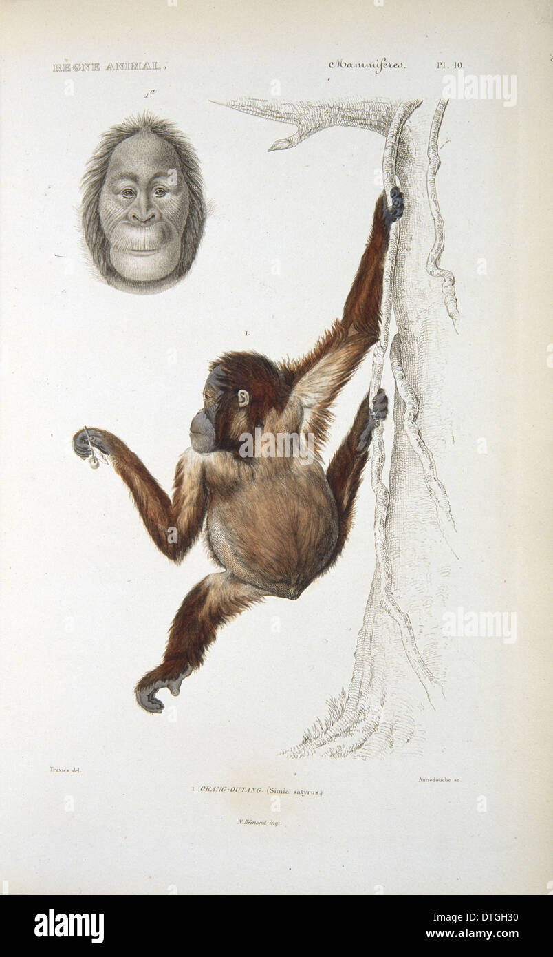 Pongo pygmaeus, orangutan Stock Photo - Alamy