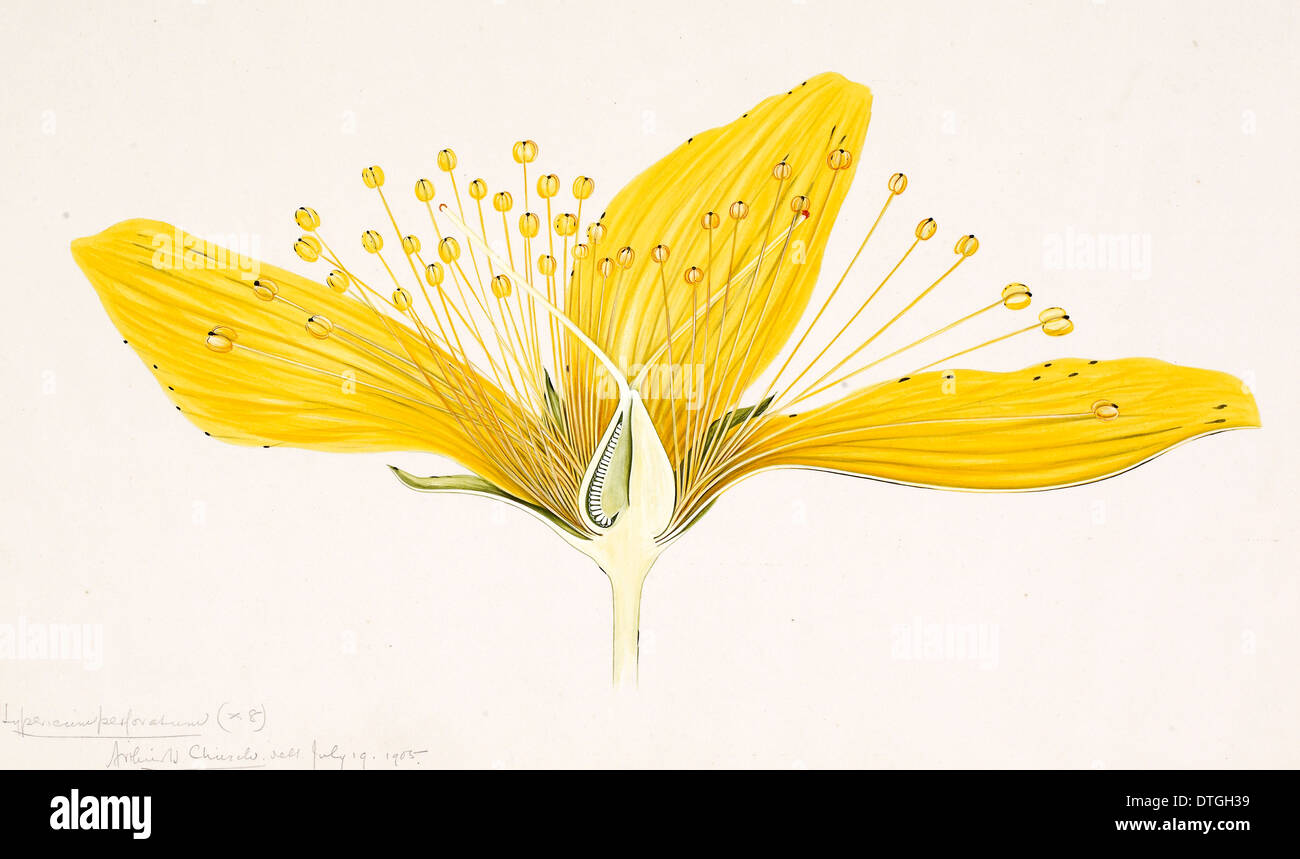 Hypericum perforatum illustration hi-res stock photography and images ...