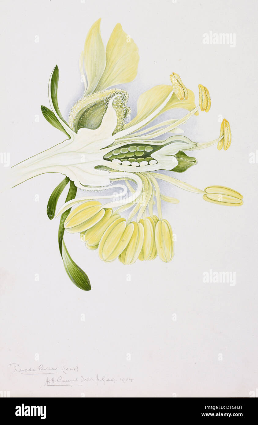 Reseda lutea, yellow mignonette Stock Photo - Alamy