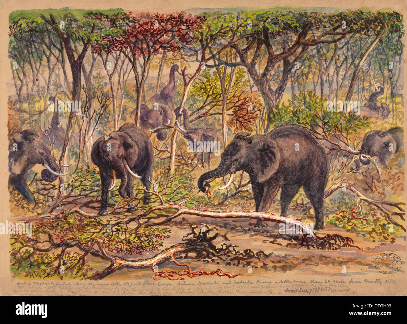 African forest elephant illustration hi-res stock photography and ...