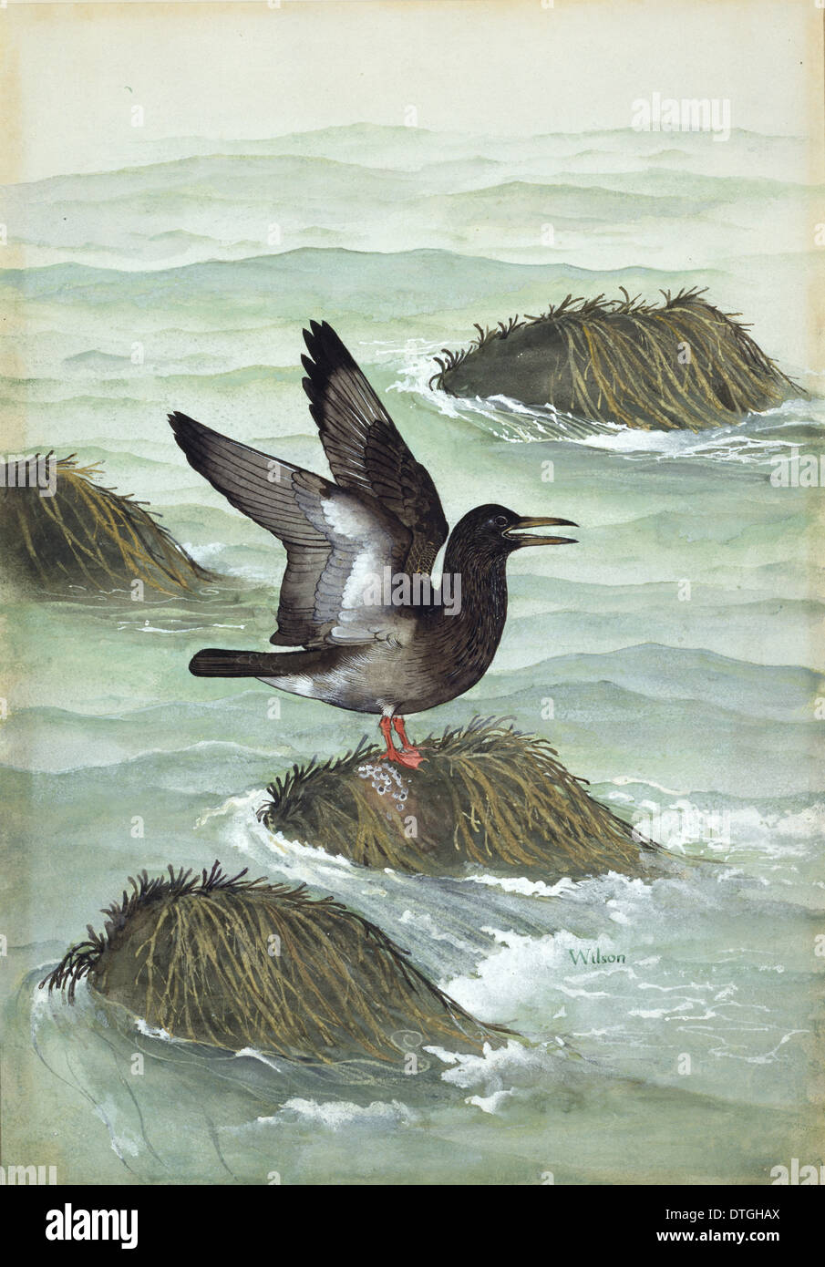 Ichthyornis dispar, cretaceous bird Stock Photo - Alamy