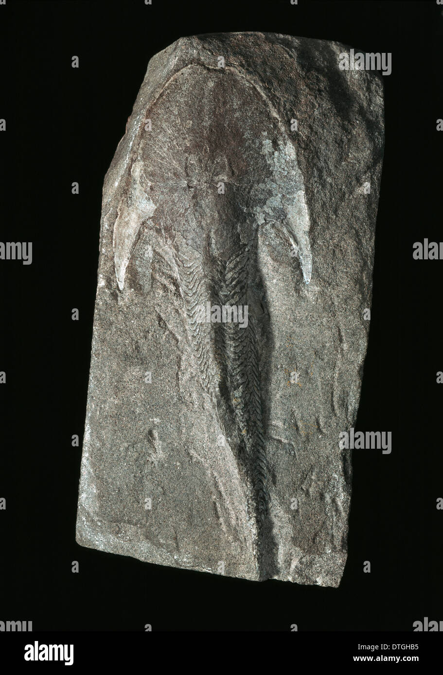 Extinct jawless fossil fish Stock Photo - Alamy