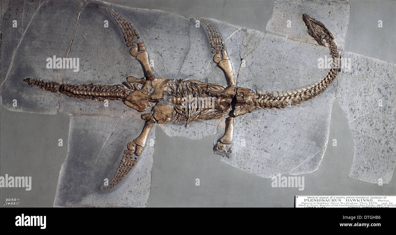 Plesiosaurus High Resolution Stock Photography and Images - Alamy