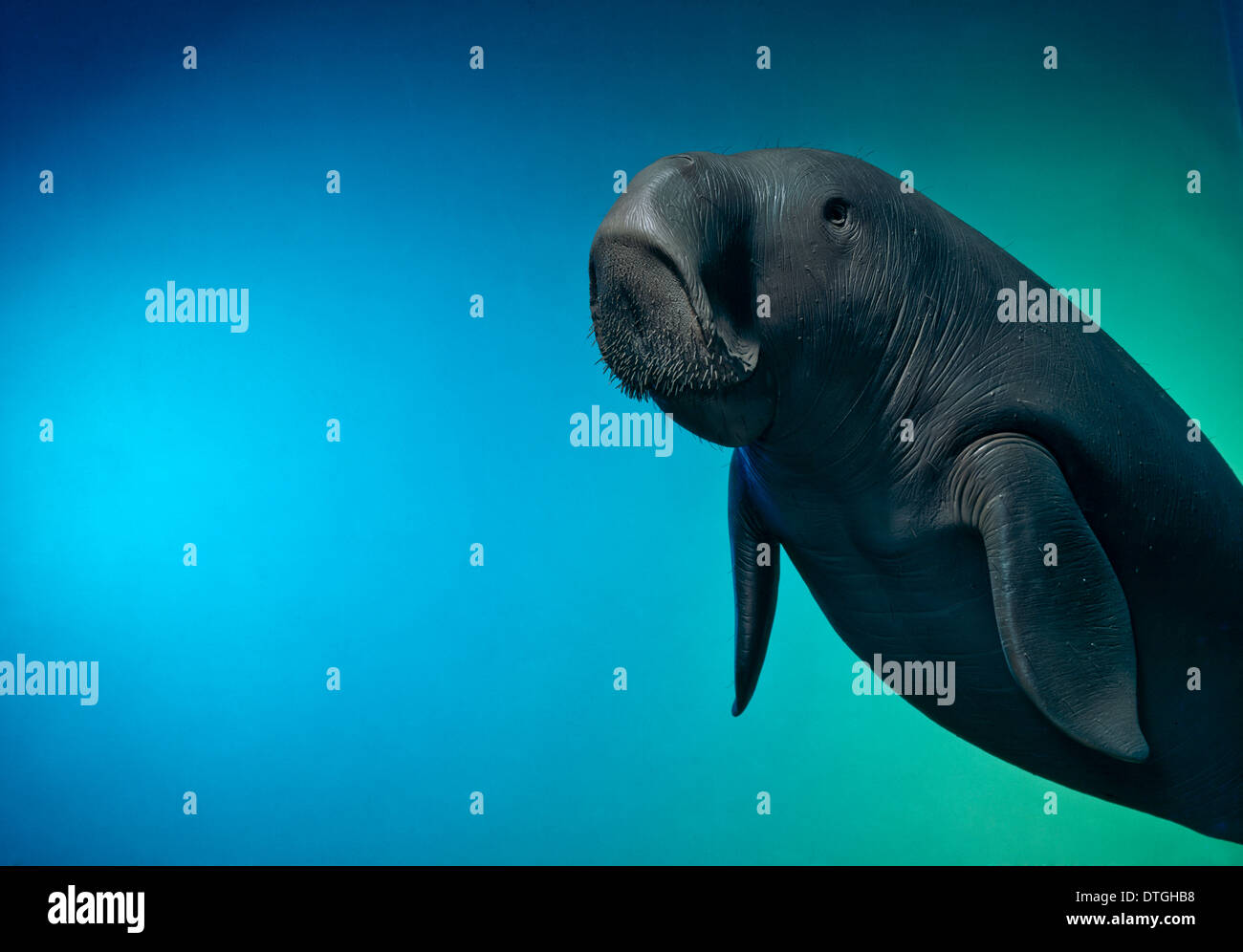 Dugon dugong hi-res stock photography and images - Alamy