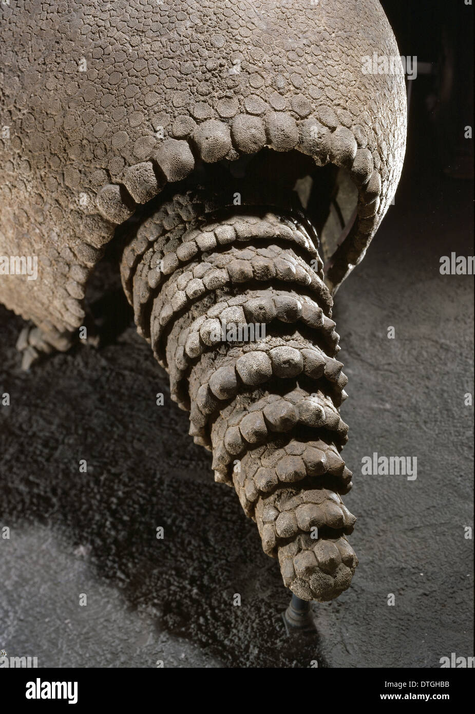 Glyptodontidae hi-res stock photography and images - Alamy