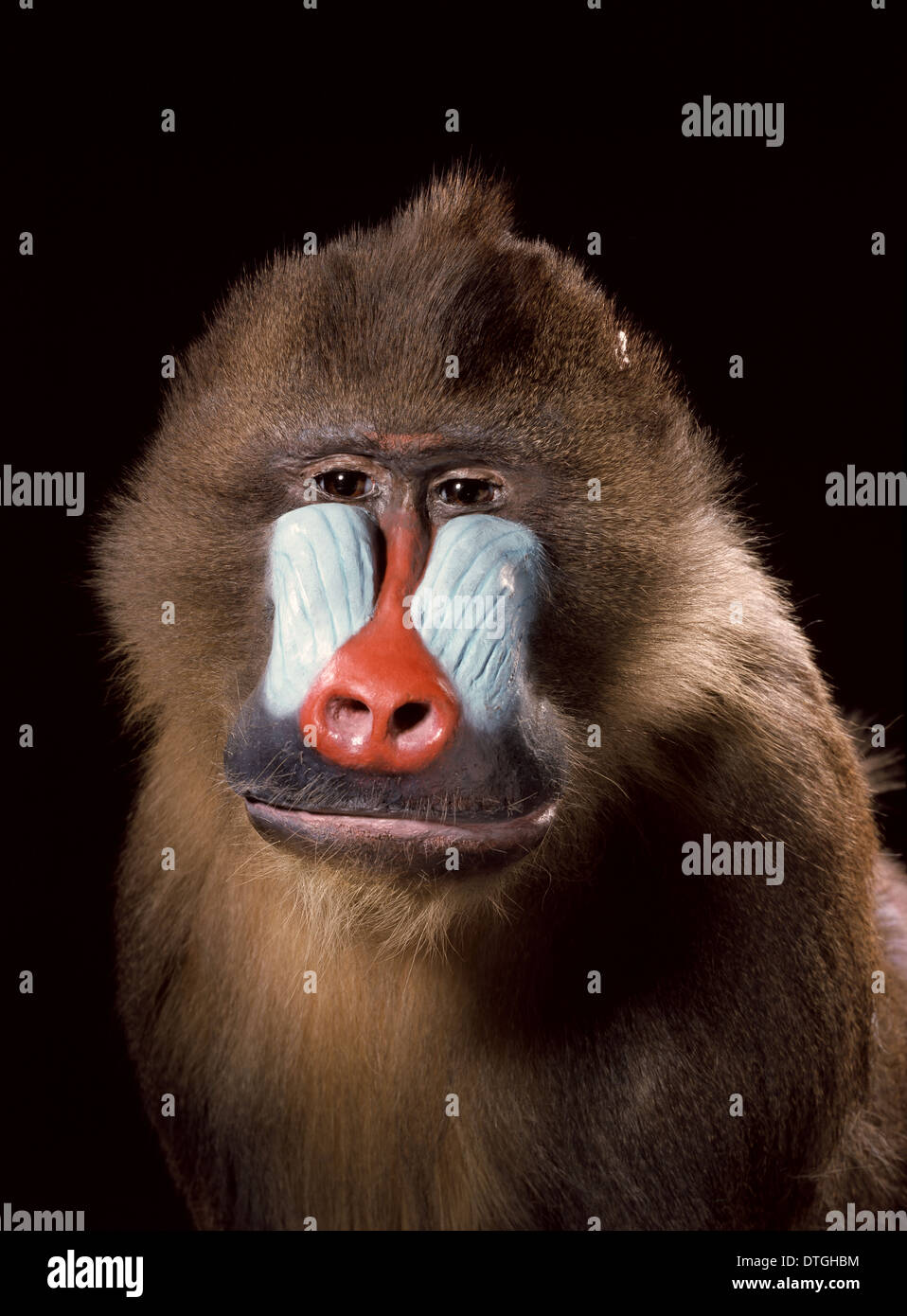 Mandrillus sphinx, mandrill Stock Photo - Alamy