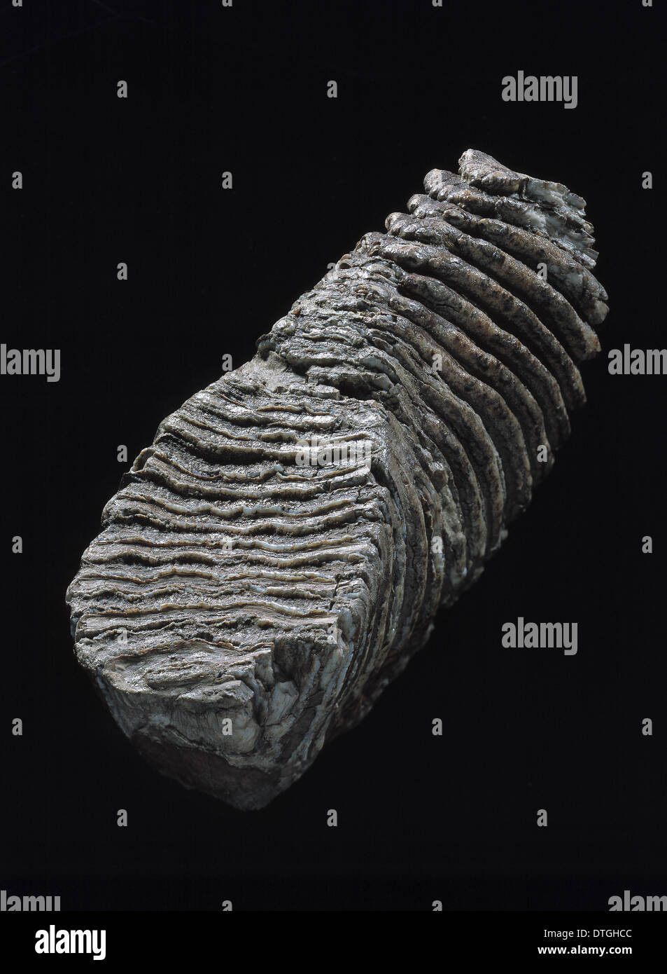 Tooth from a woolly mammoth Stock Photo - Alamy