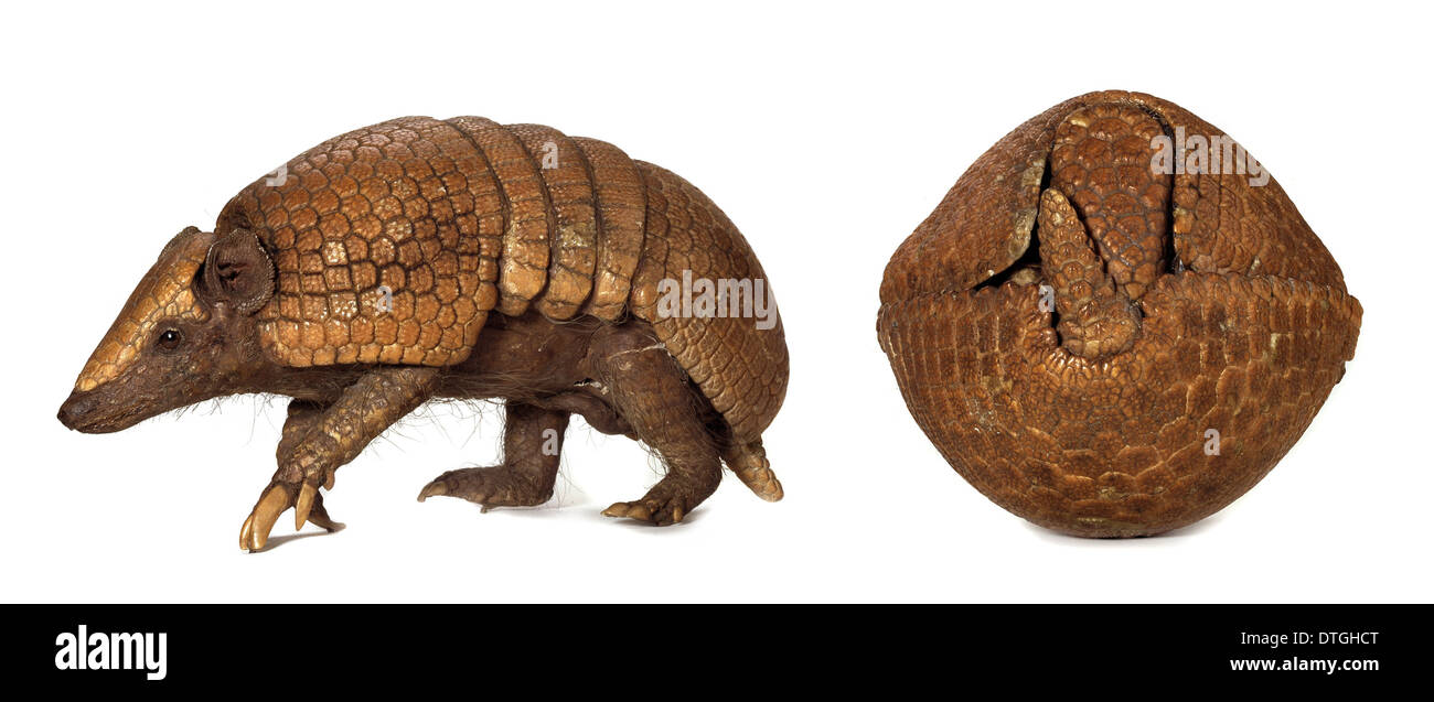 Tolypeutes tricinctus, Brazilian three-banded armadillo Stock Photo - Alamy