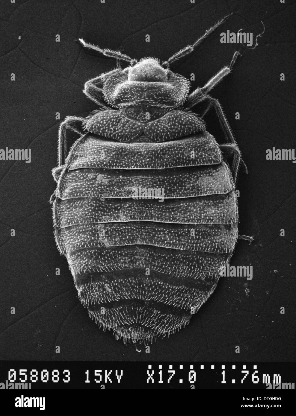 Bed bug microscope Black and White Stock Photos & Images - Alamy