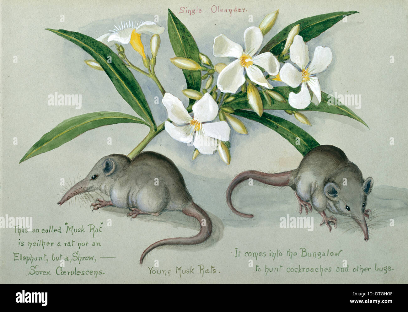 Musk shrew hi-res stock photography and images - Alamy