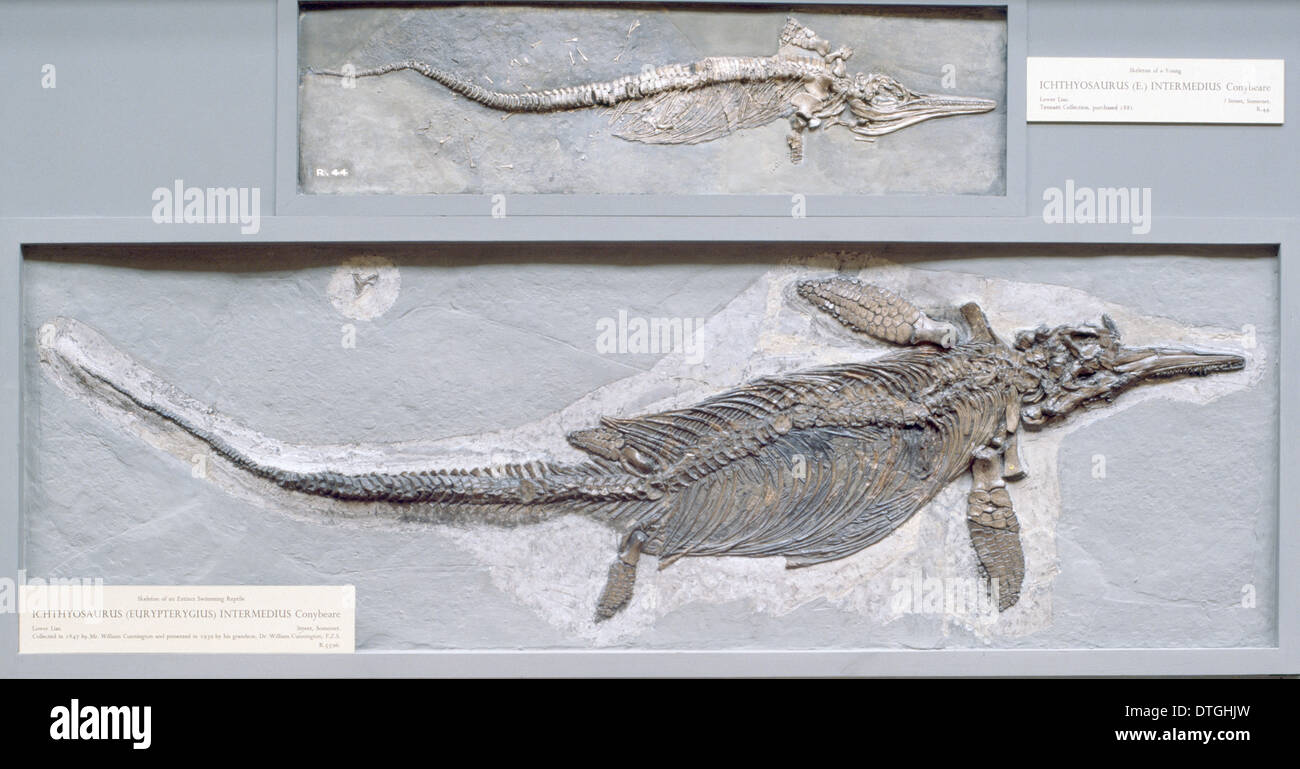 Ichthyosaurus hi-res stock photography and images - Alamy
