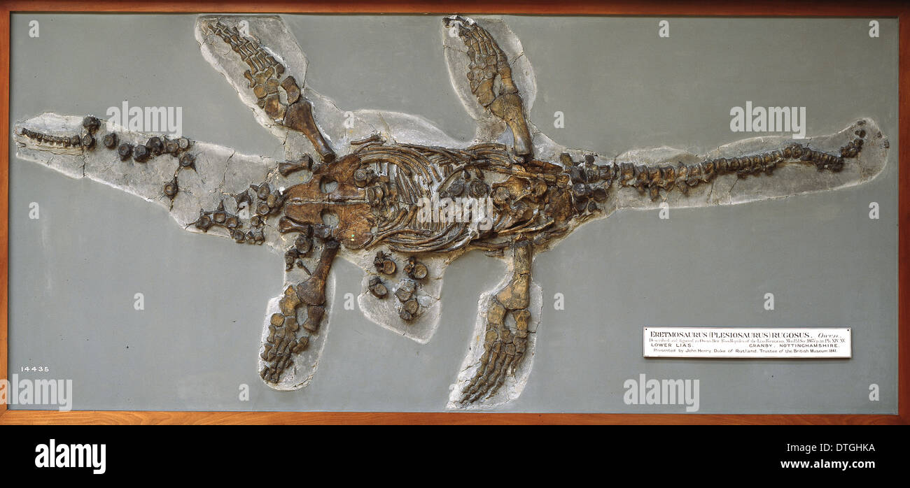 Plesiosauria hi-res stock photography and images - Alamy