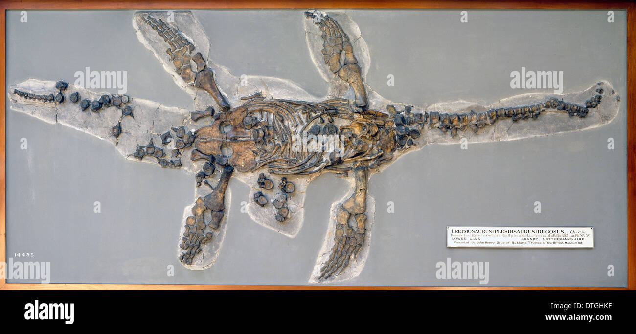 Plesiosaurus hi-res stock photography and images - Alamy