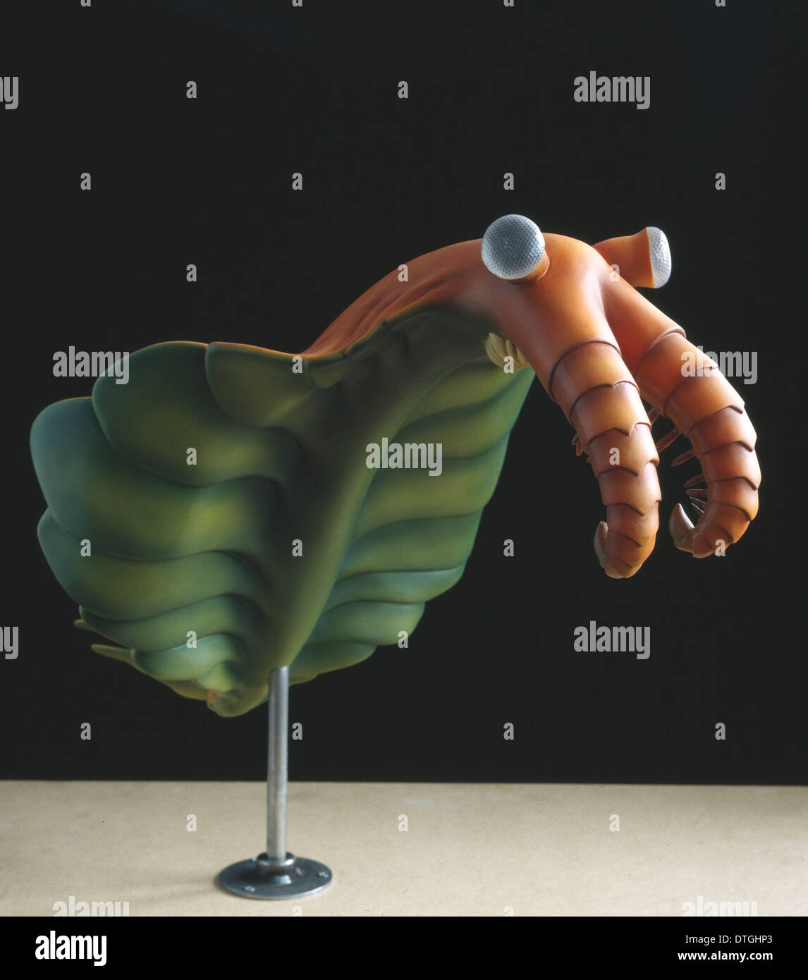 Anomalocaris hi-res stock photography and images - Alamy