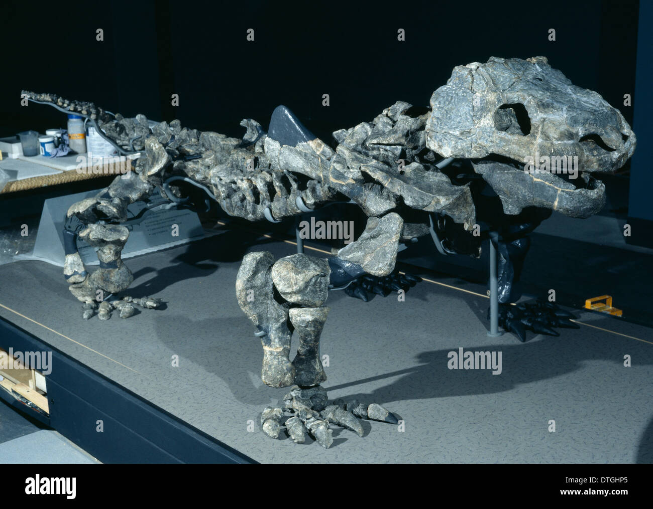 Bradysaurus hi-res stock photography and images - Alamy