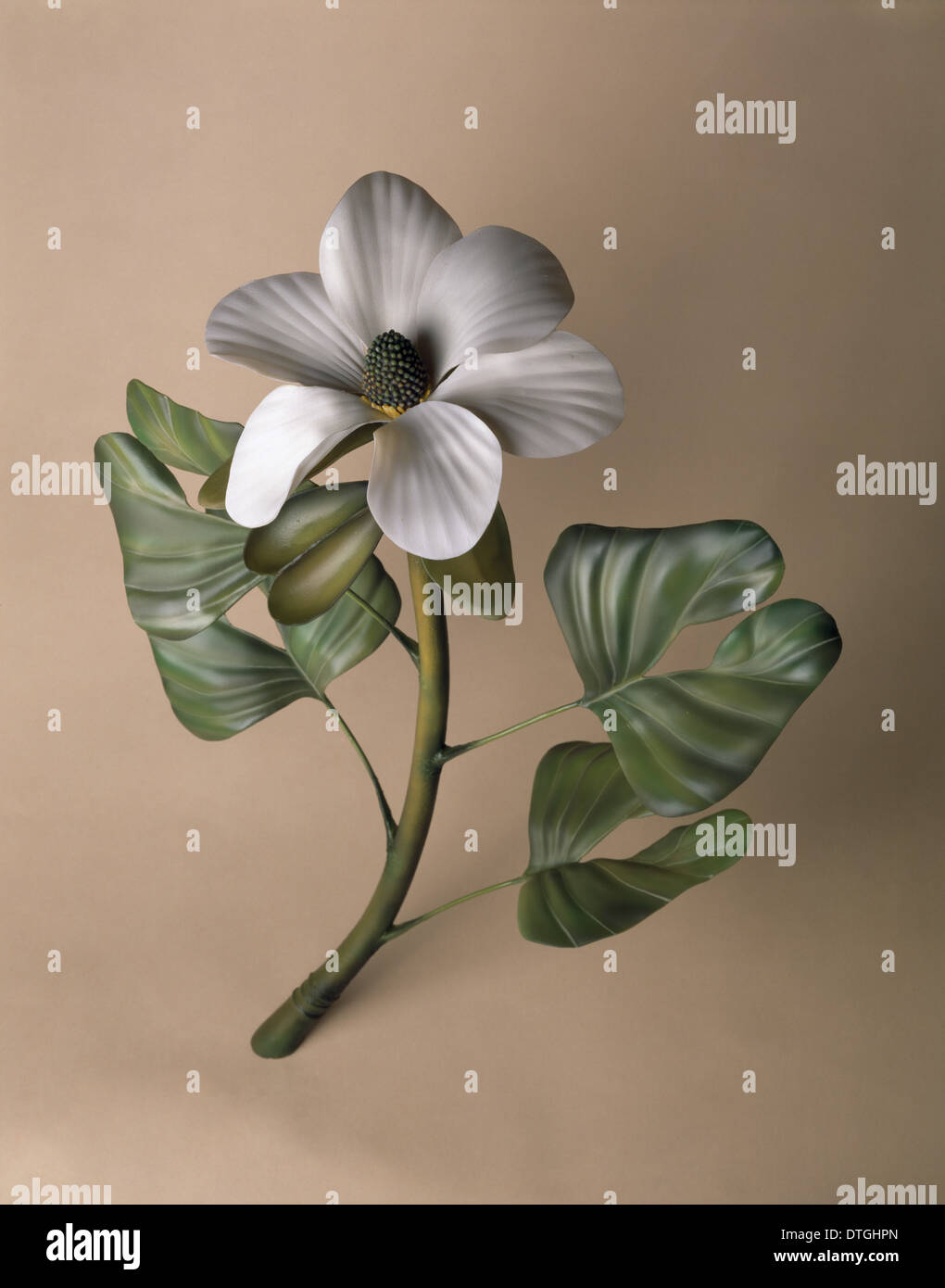 Early flowering plant model Stock Photo - Alamy