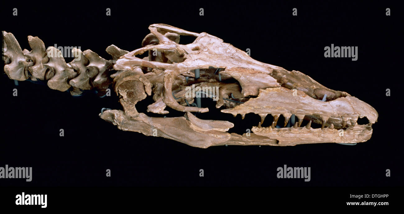 Platecarpus ictericus hi-res stock photography and images - Alamy