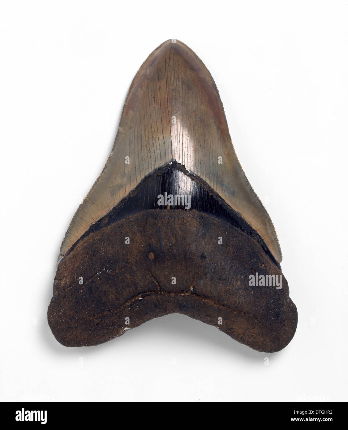 Megalodon hi-res stock photography and images - Alamy