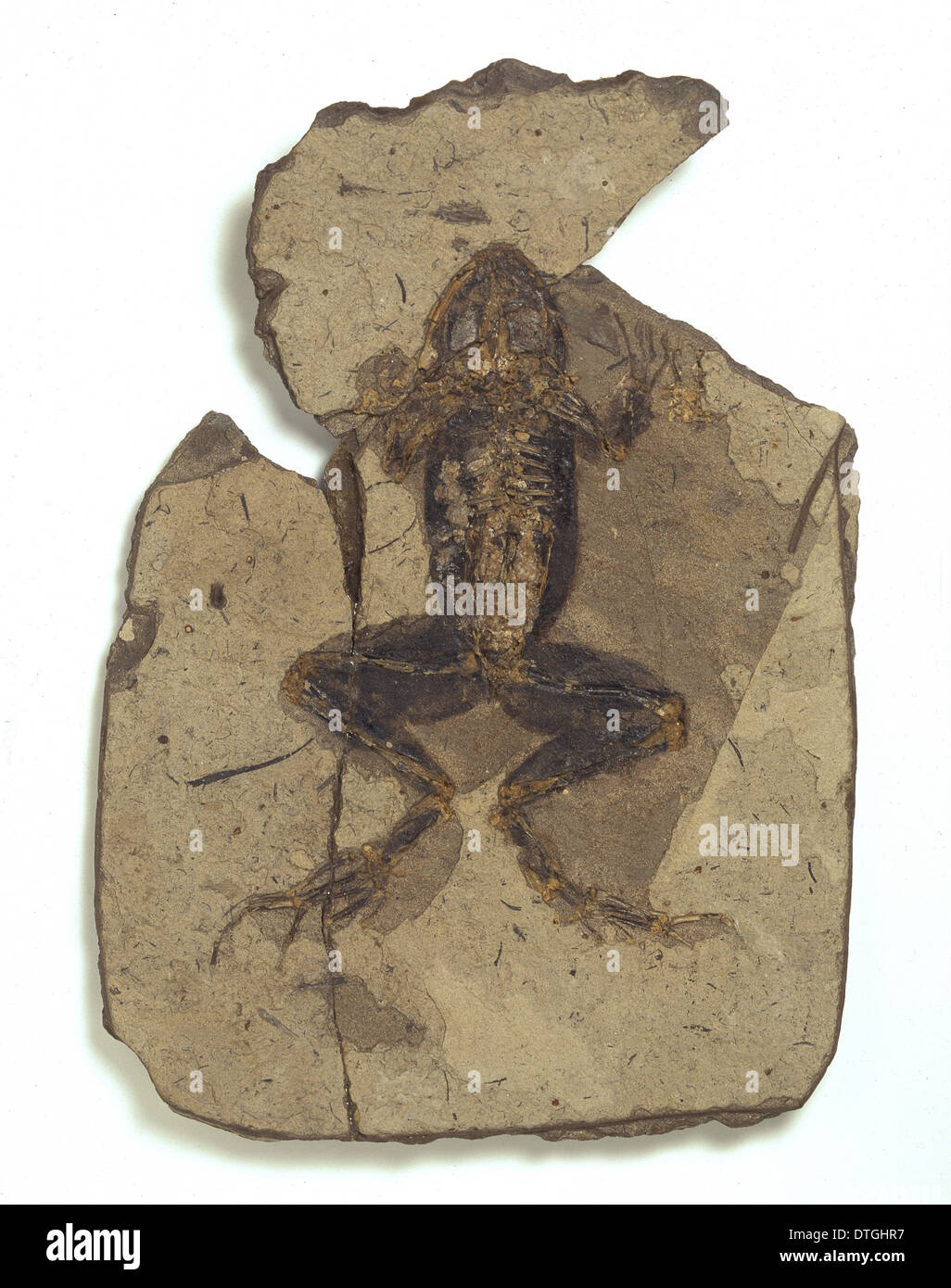 Fossil amphibian hi-res stock photography and images - Alamy