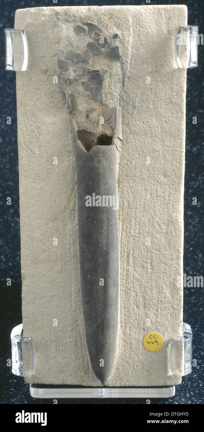 Belemnite guard hi-res stock photography and images - Alamy