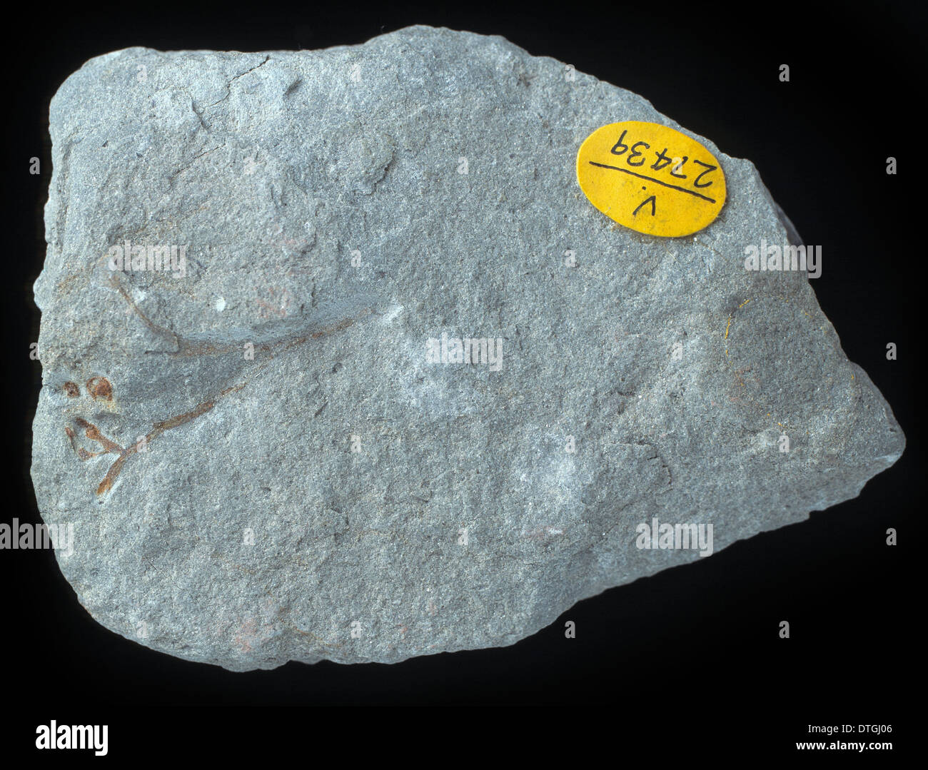 Early hi-res stock photography and images - Alamy