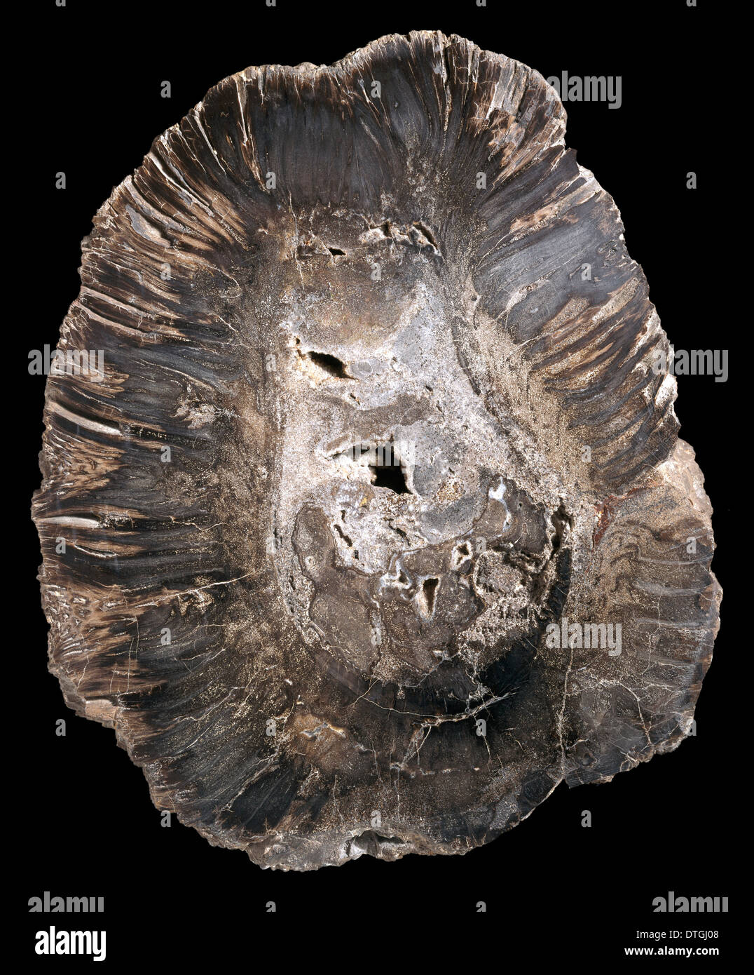 Lobe finned fish hi-res stock photography and images - Alamy