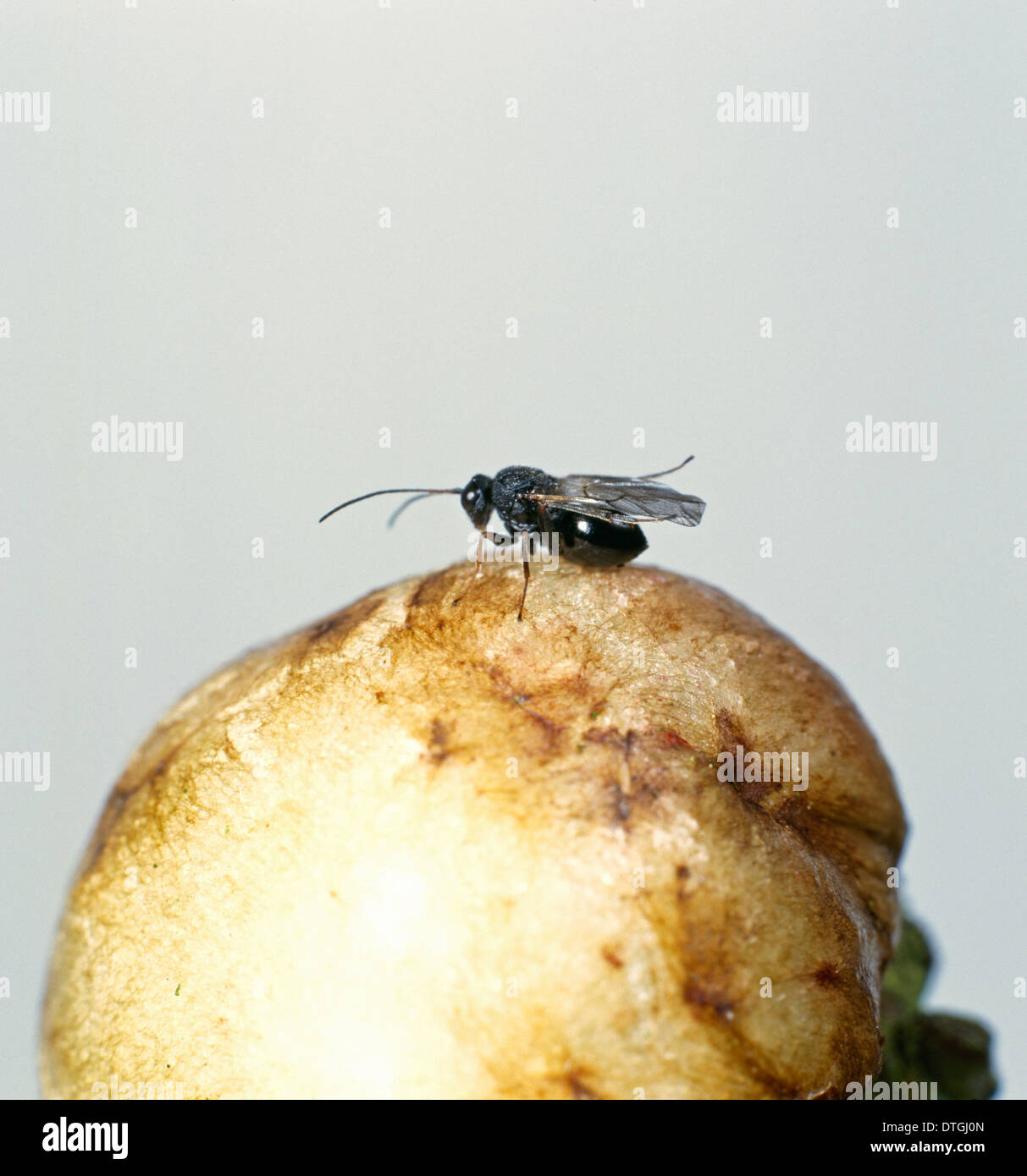 Parasitic wasps hi-res stock photography and images - Alamy