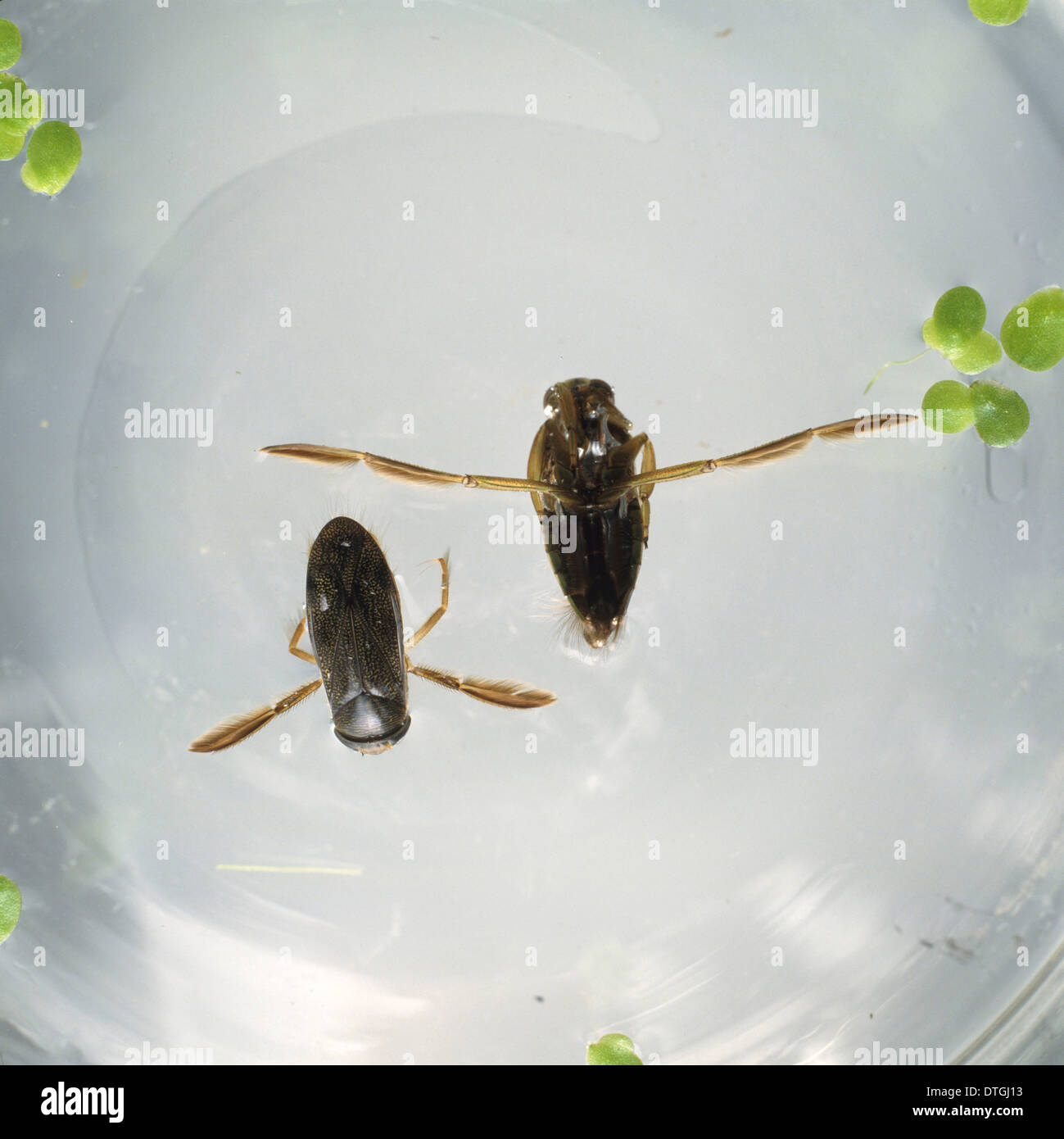 Water boatmen insect hi-res stock photography and images - Alamy