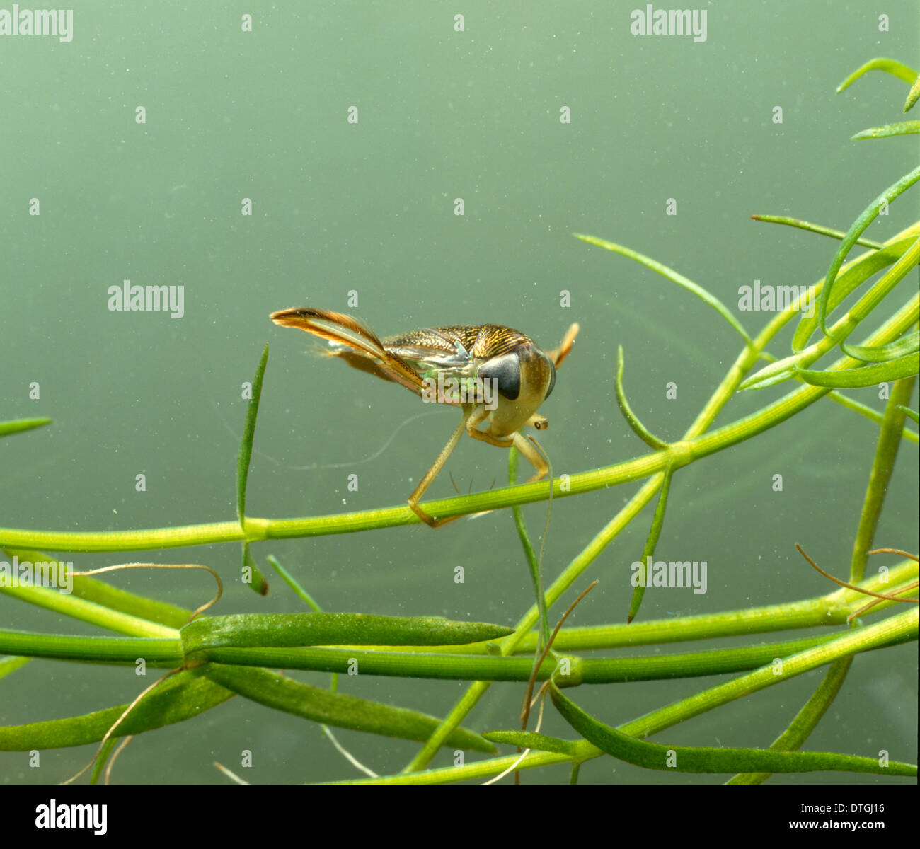 Corixa, water boatman Stock Photo - Alamy