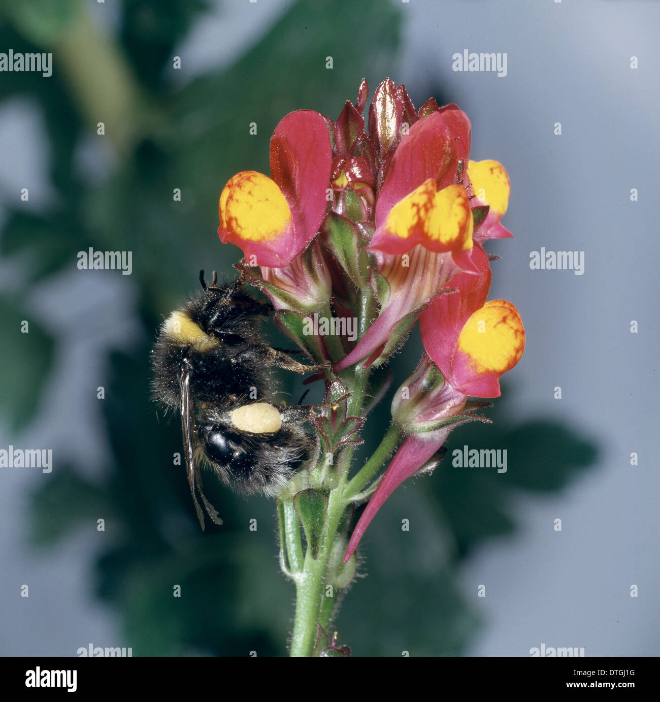 Bombus sp., bumblebee visiting a flower Stock Photo - Alamy