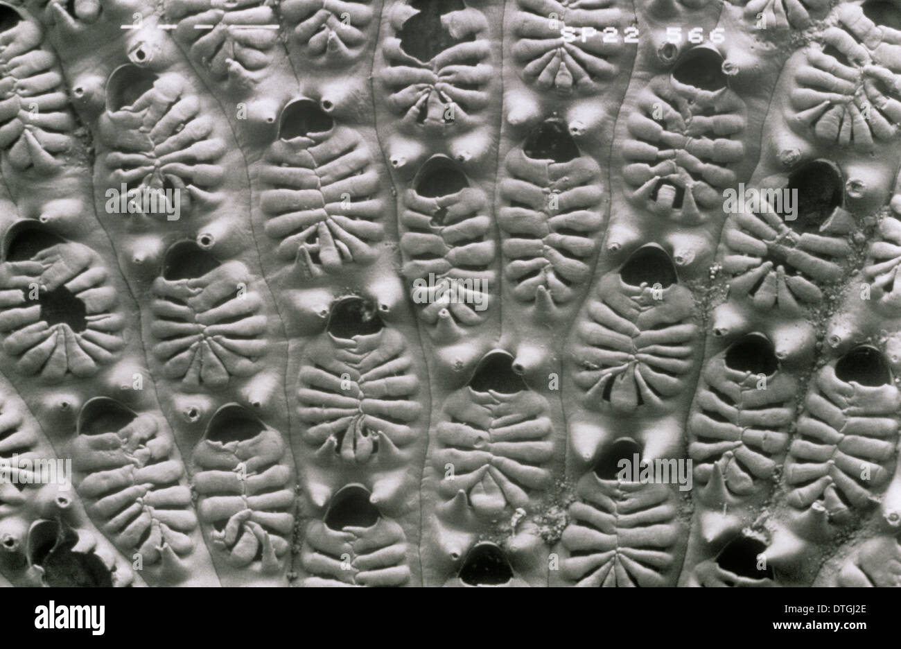 Bryozoan colony hi-res stock photography and images - Alamy