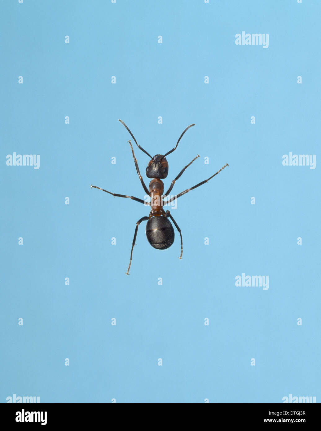 Formica rufa, wood ant Stock Photo - Alamy