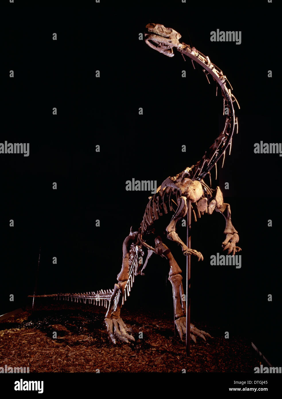 Prosauropod hi-res stock photography and images - Alamy