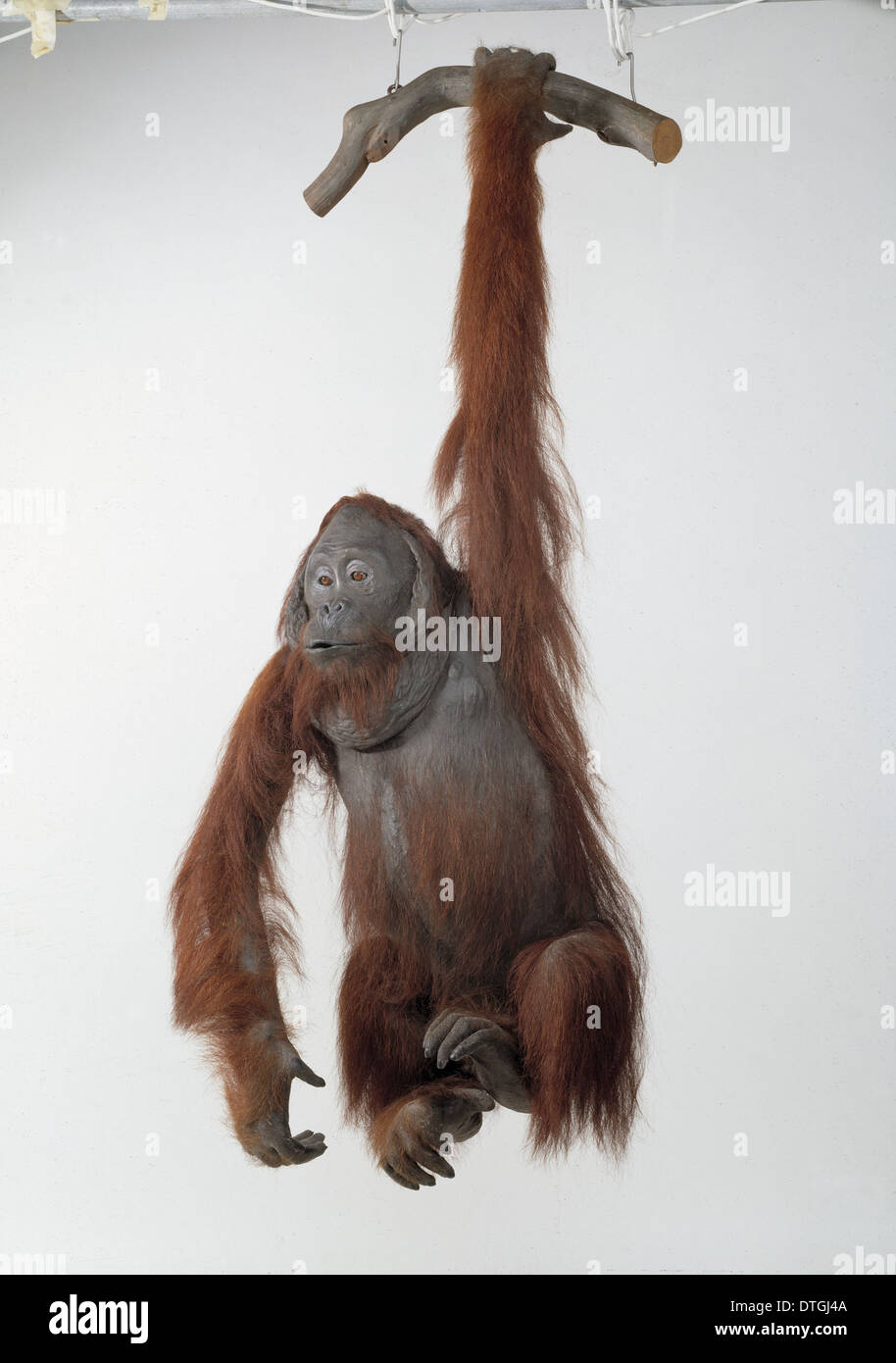 Simia pygmaeus hi-res stock photography and images - Alamy