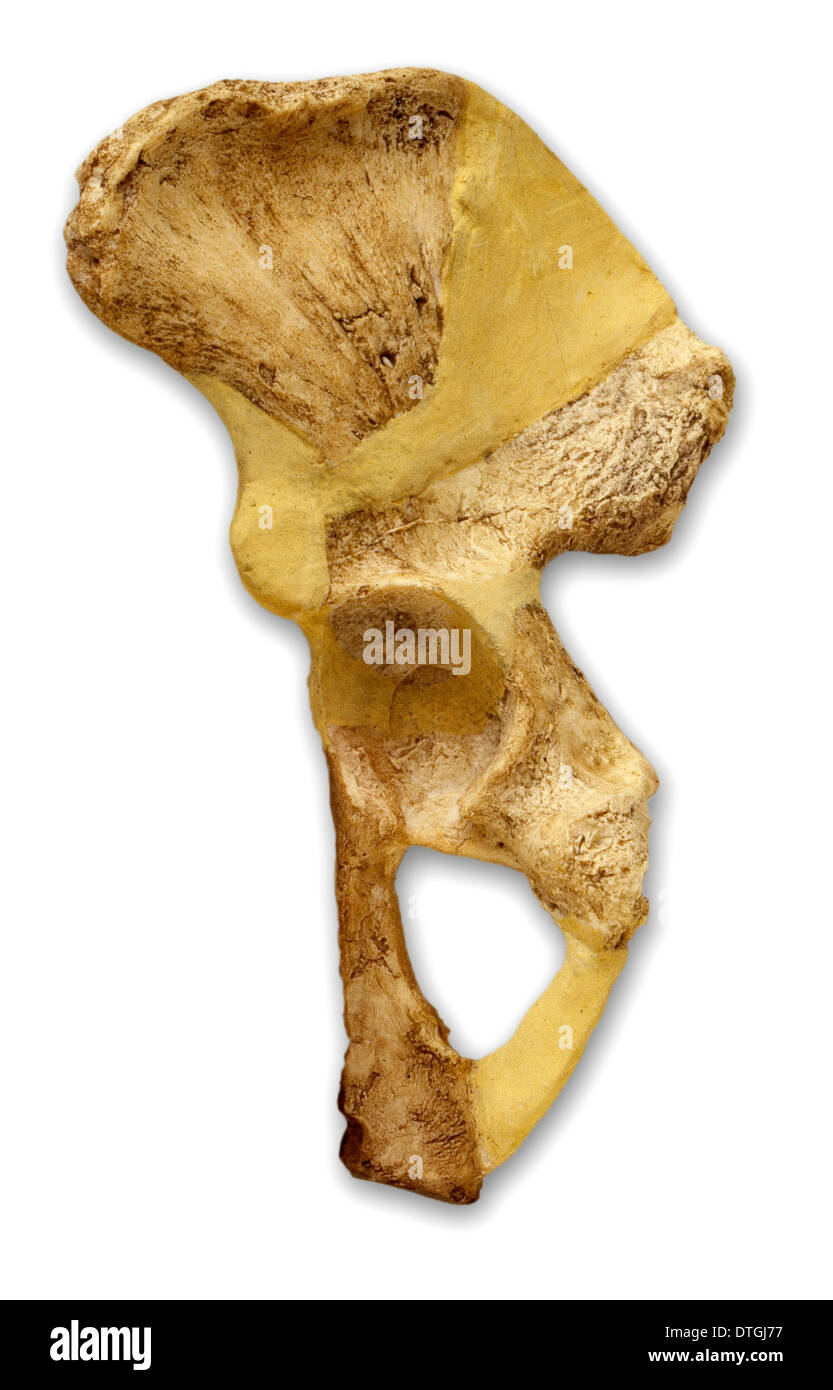 Australopithecus sp. hip bone Stock Photo - Alamy