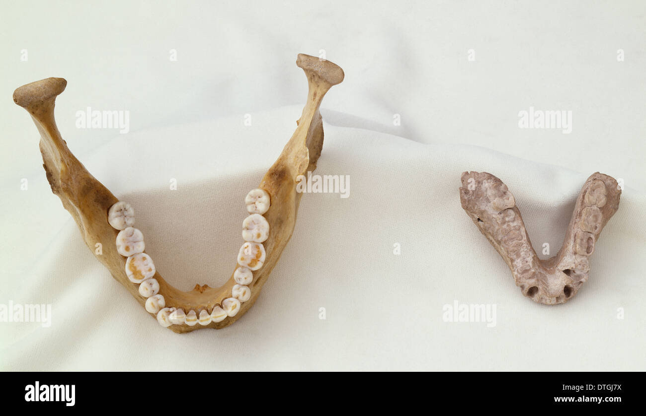 Prehistoric Human Stock Photos & Prehistoric Human Stock Images - Alamy