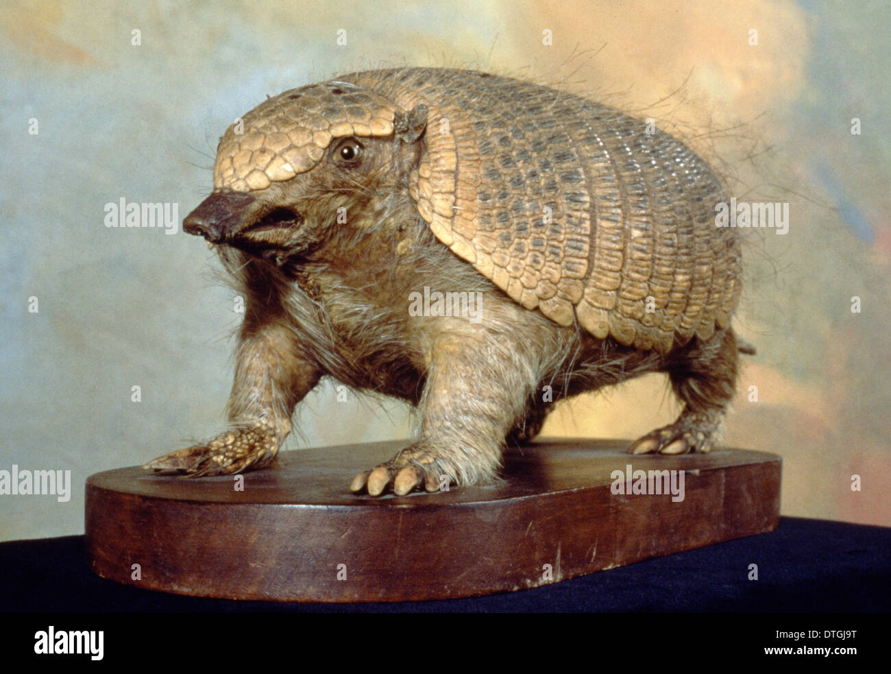 Zaedyus pichiy, pichi armadillo Stock Photo - Alamy