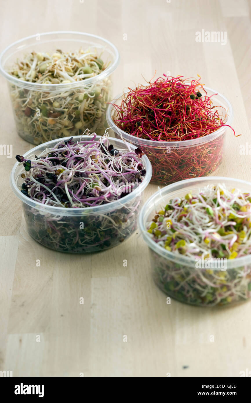 Selection of sprouts Stock Photo - Alamy