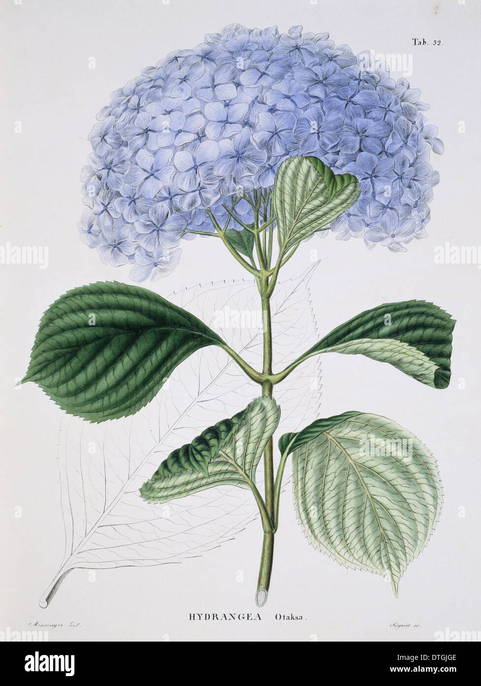 Hydrangea macrophylla hortensis hi-res stock photography and images - Alamy