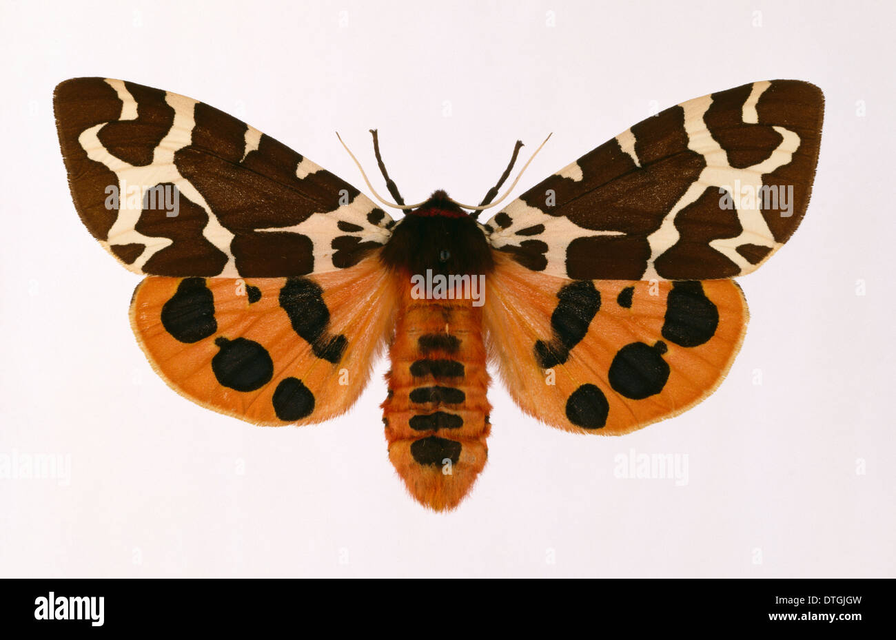 Tiger moth arctiidae hi-res stock photography and images - Alamy
