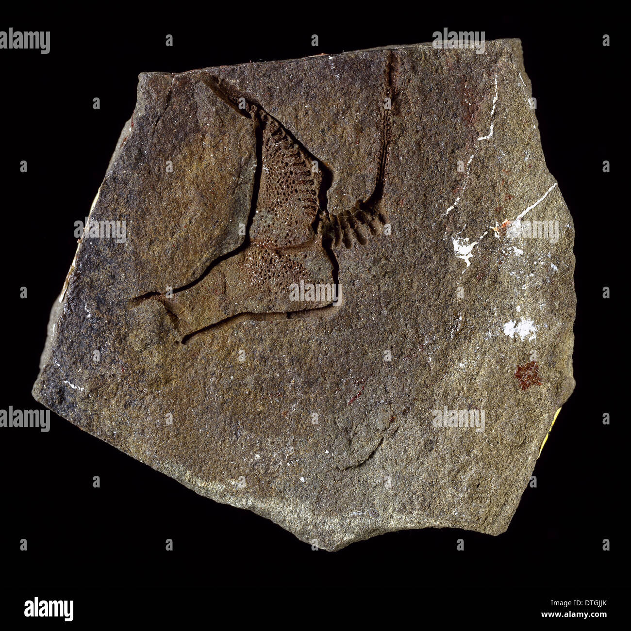 Cothurnocystis elizae Bather, carpoid Stock Photo - Alamy