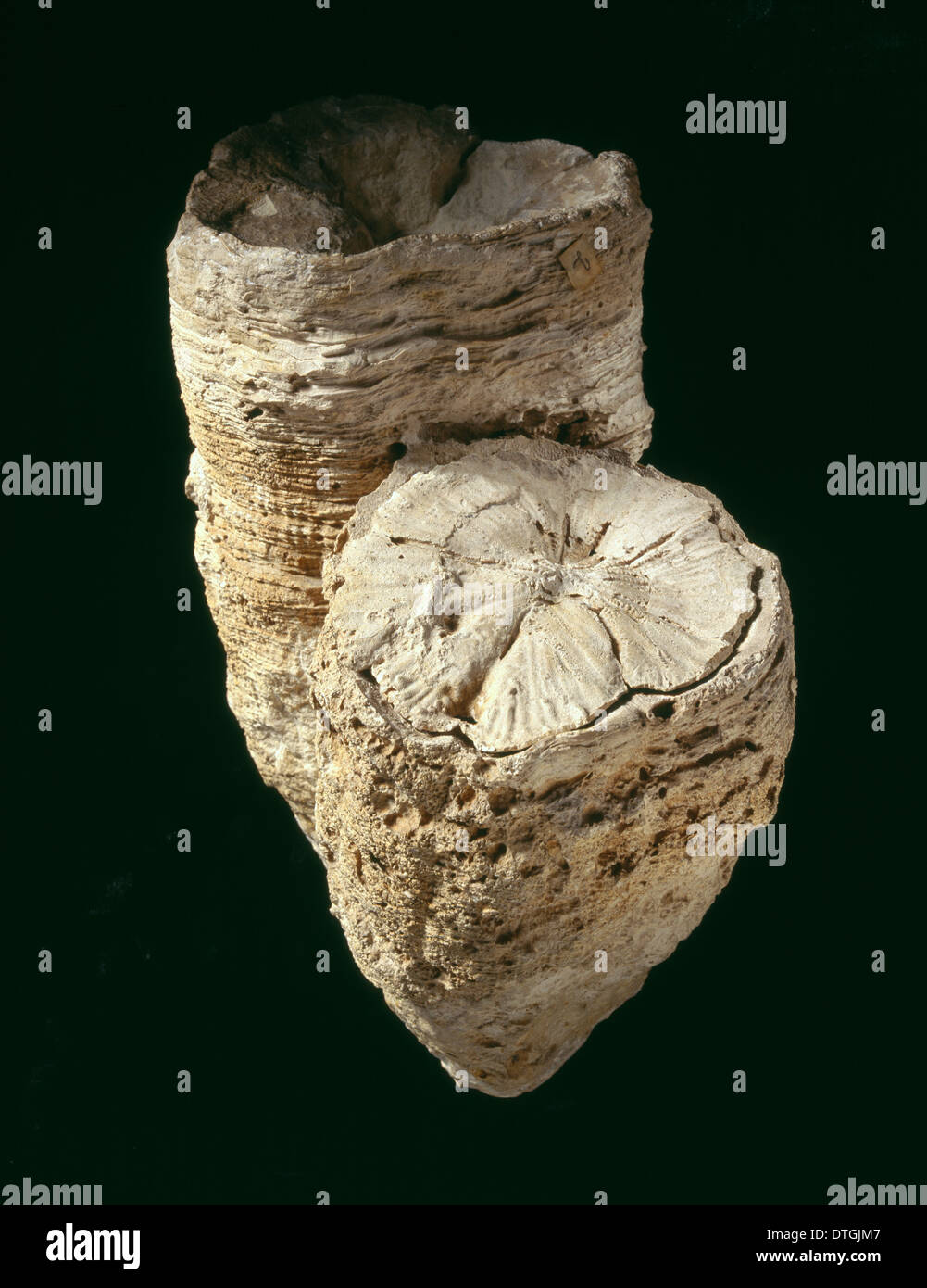Shell prehistoric hi-res stock photography and images - Alamy