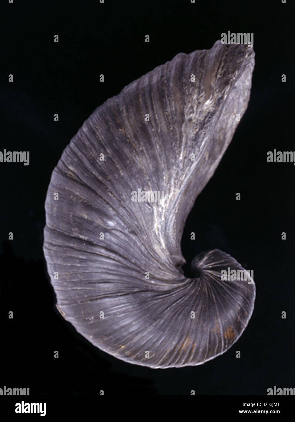 Devils Toenail High Resolution Stock Photography and Images - Alamy