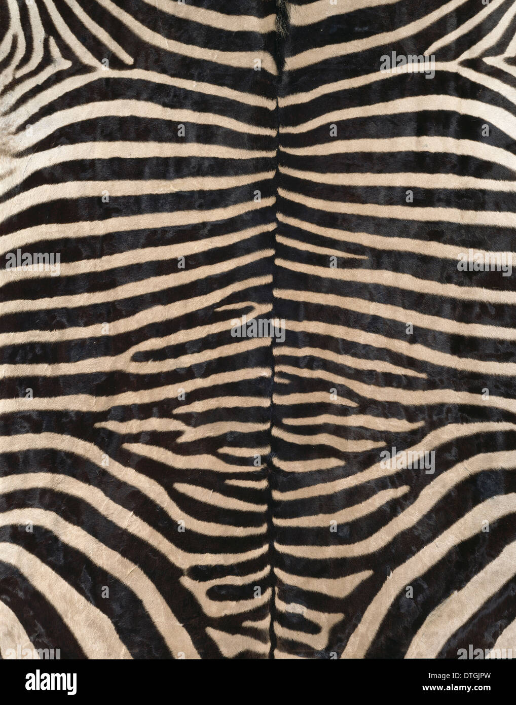 Hippomorpha High Resolution Stock Photography and Images - Alamy