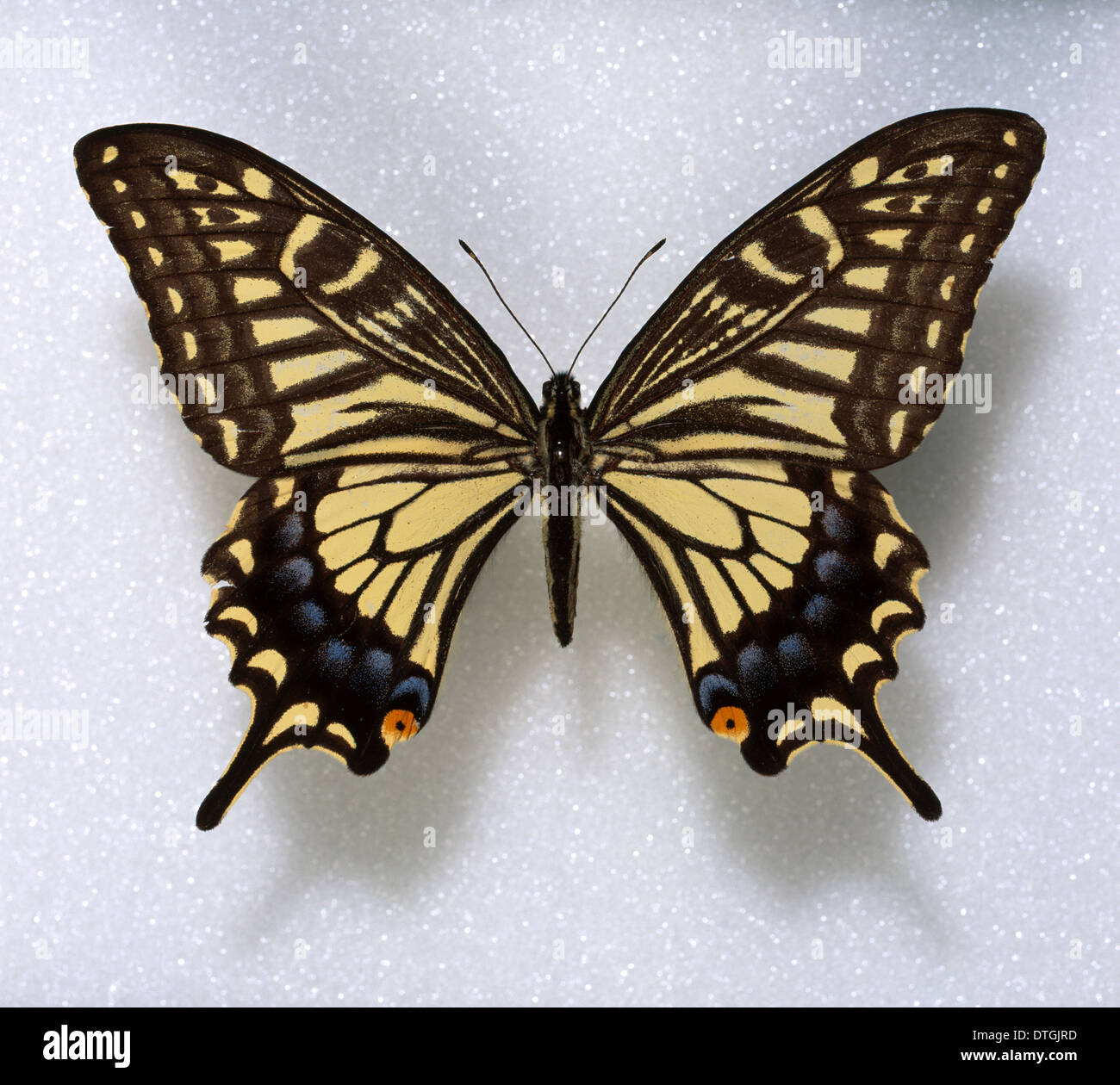 Papilio Xuthus Stock Photos & Papilio Xuthus Stock Images - Alamy