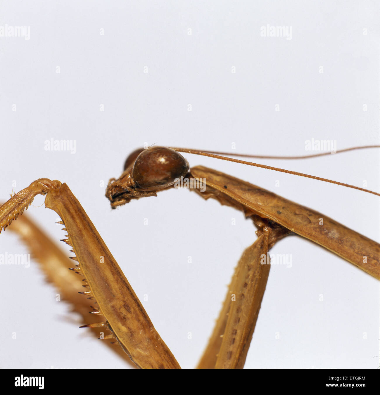 Chinese praying mantis tenodera aridifolia hi-res stock photography and ...