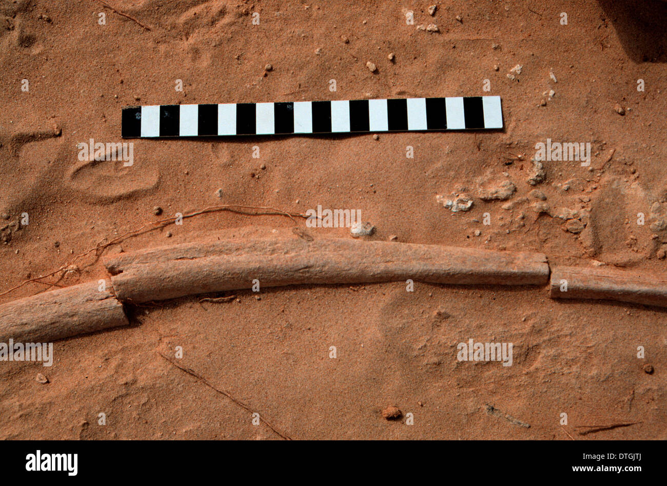 Middle rib hi-res stock photography and images - Alamy