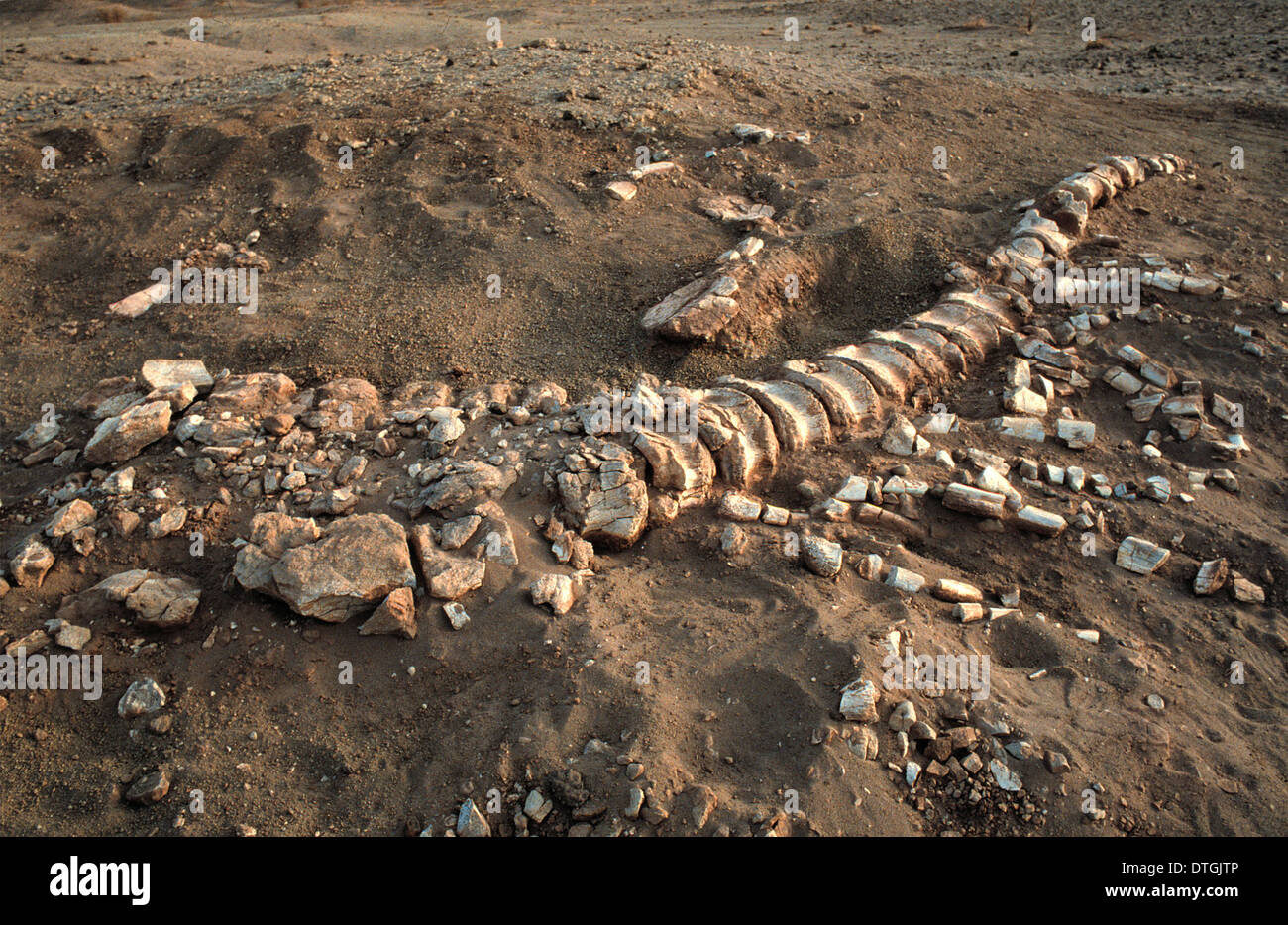 Dinosaur fossil hi-res stock photography and images - Alamy